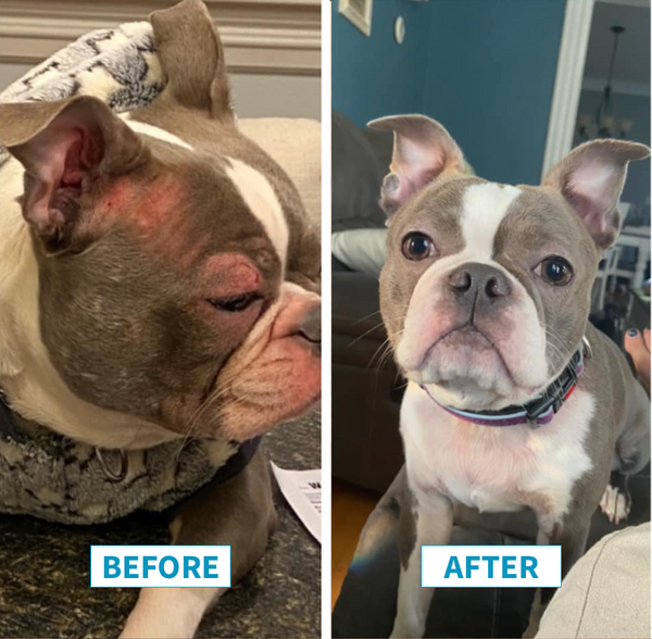 Dog Supplements | Supplements For Dogs | WINPRO Pet