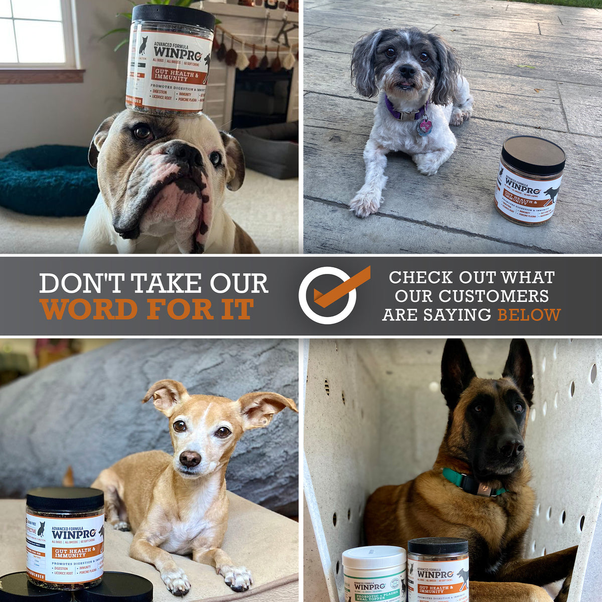 Dog Gut Health Supplements | Dog Digestion | WINPRO Pet